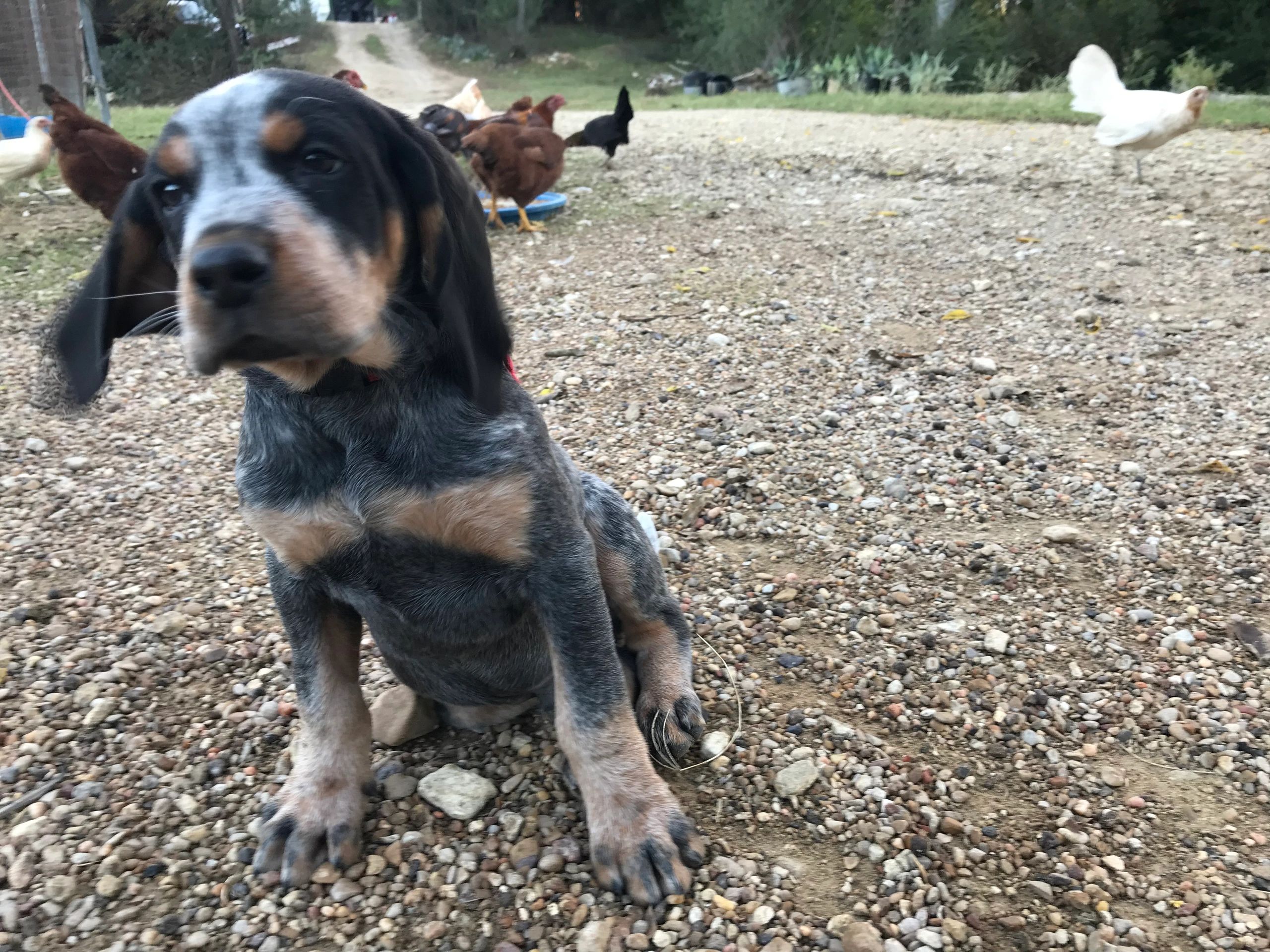Ye Old Bellye Acres - Bluetick Coonhounds, Puppies